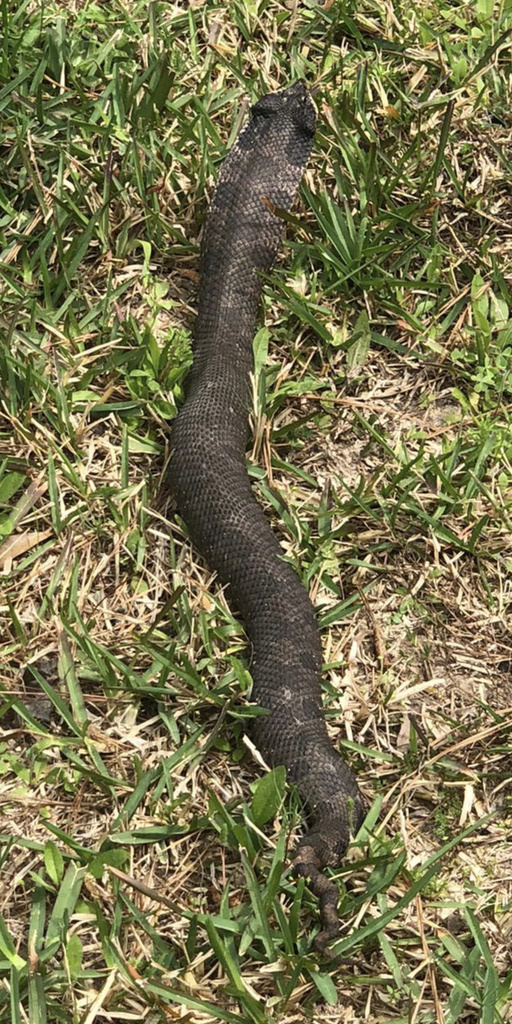 Eastern Hognose Snake from Quail Run Cir, Conroe, TX, US on April 13 ...
