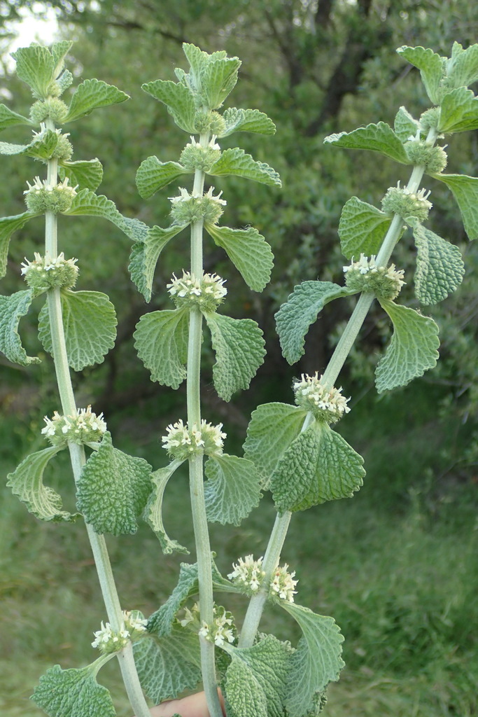 White Horehound from Lake Forest, CA, USA on April 13, 2020 at 05:27 PM ...