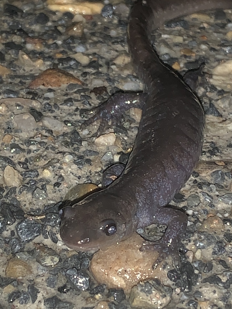 Jefferson Salamander in April 2020 by monahankann · iNaturalist United ...