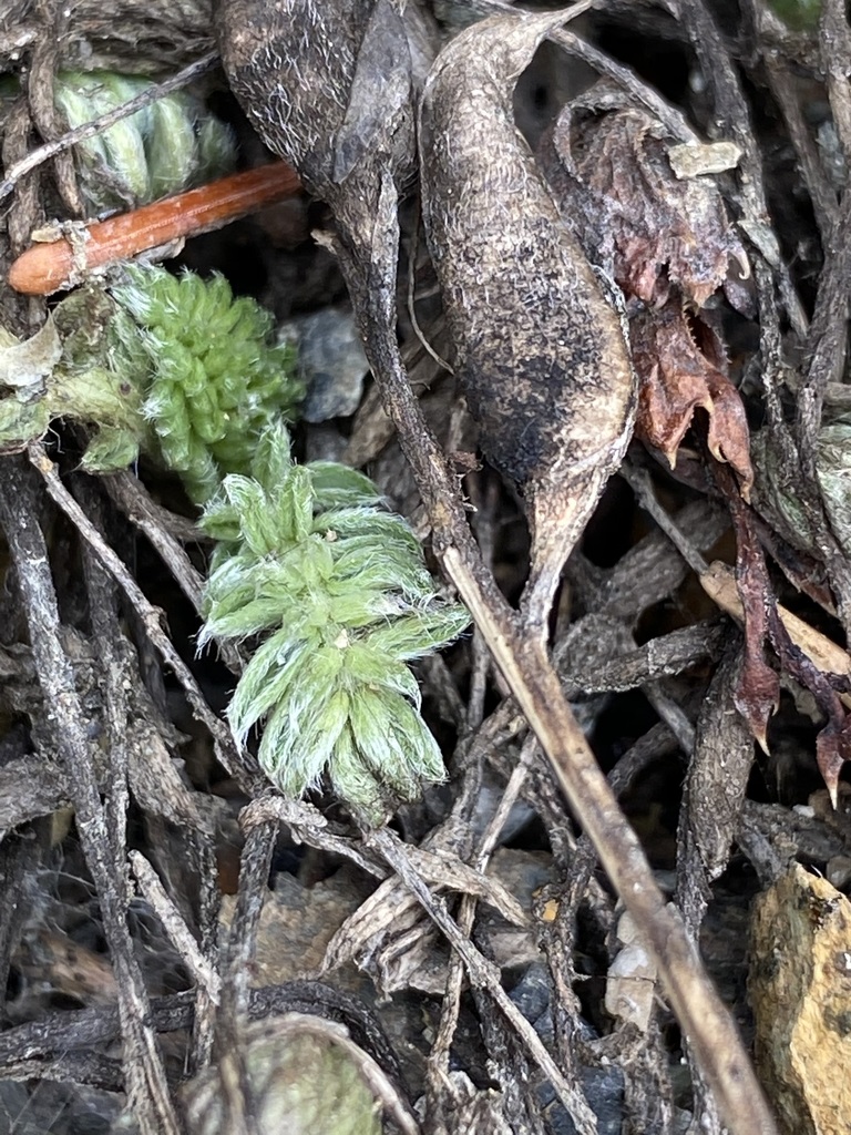 Locoweed in April 2020 by dronsse. New foliage and last year's seed ...