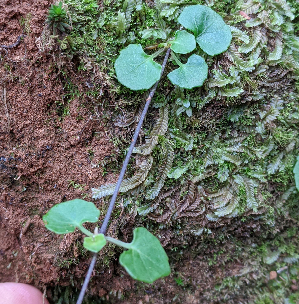 Erpetion from Loongana TAS 7315, Australia on April 13, 2020 at 11:05 ...