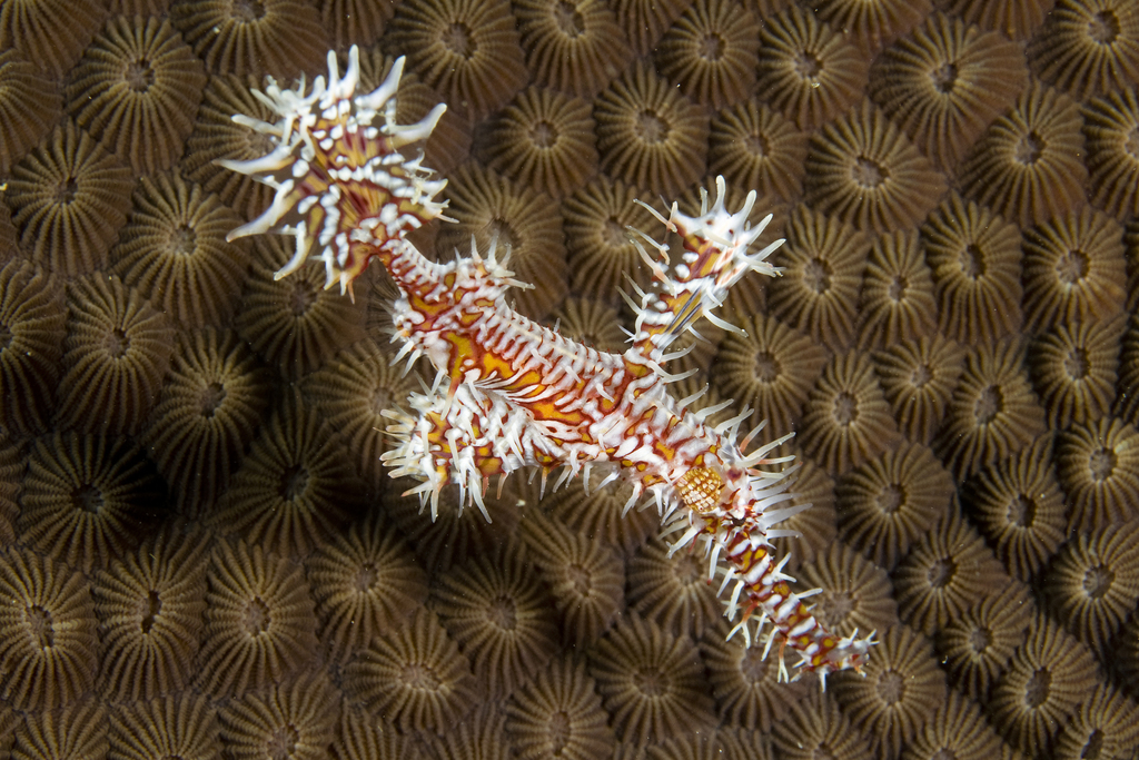 Ghost Pipefishes (Solenostomidae) - Marine Life Identification
