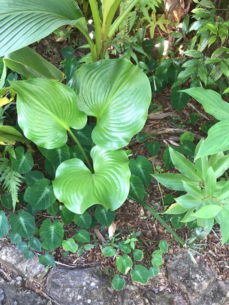 Cardwell Lily (Proiphys amboinensis) - Botanical Realm