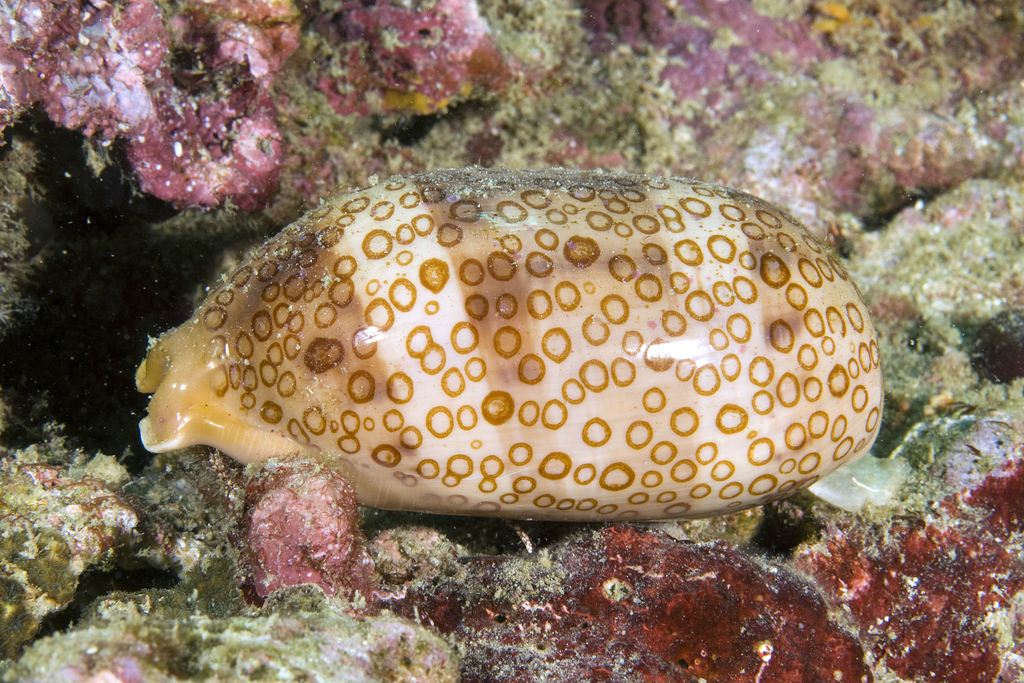 Eyed Cowrie from Phuket, Thailand on January 10, 2014 at 03:44 AM by ...