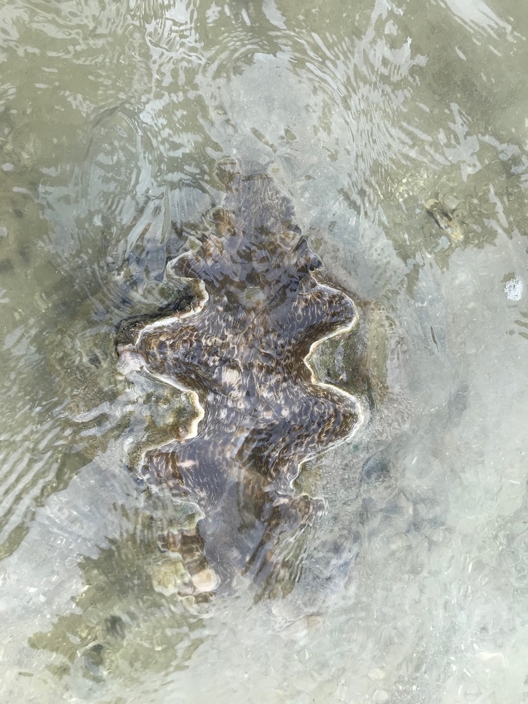 Bear Paw Clam in March 2020 by rbarter · iNaturalist