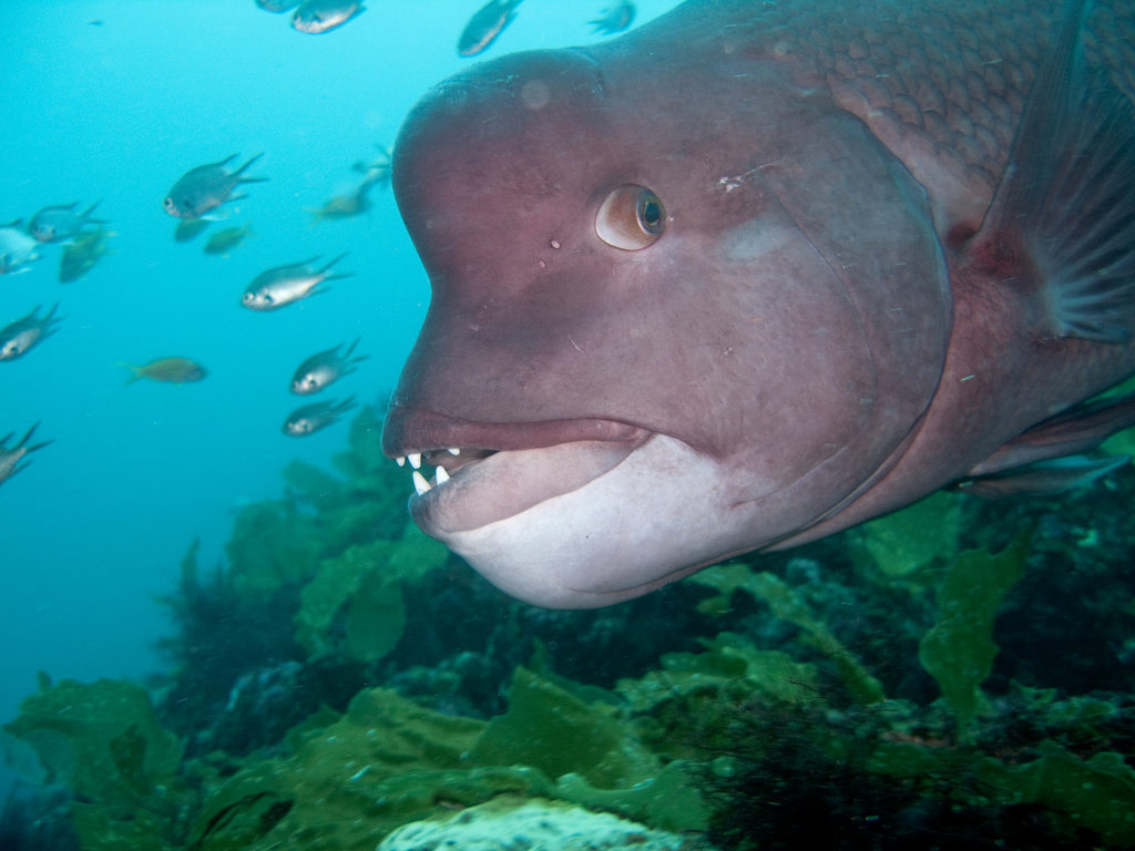 Asian Sheepshead Wrasse (Bodianus reticulatus) - Marine Life Identification