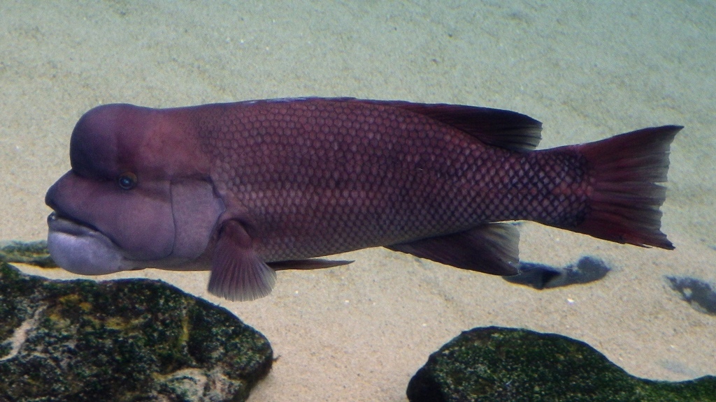 Asian Sheepshead Wrasse (Bodianus reticulatus) - Marine Life Identification