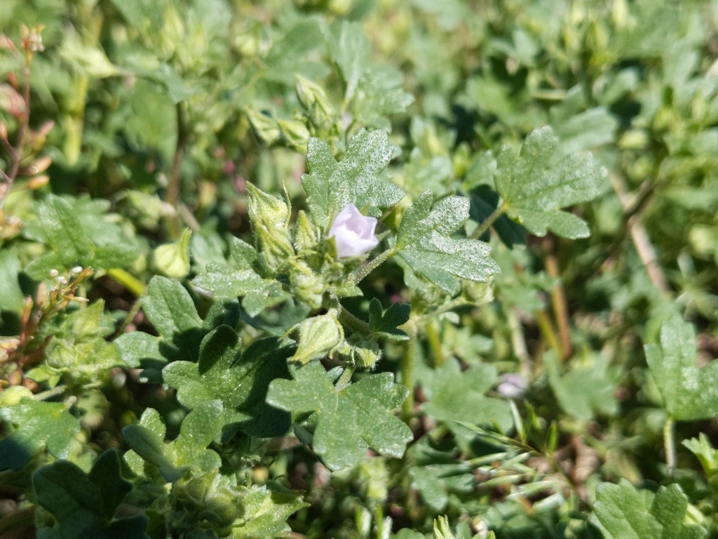 White Mallow from Los Angeles County, US-CA, US on April 13, 2020 at 02 ...