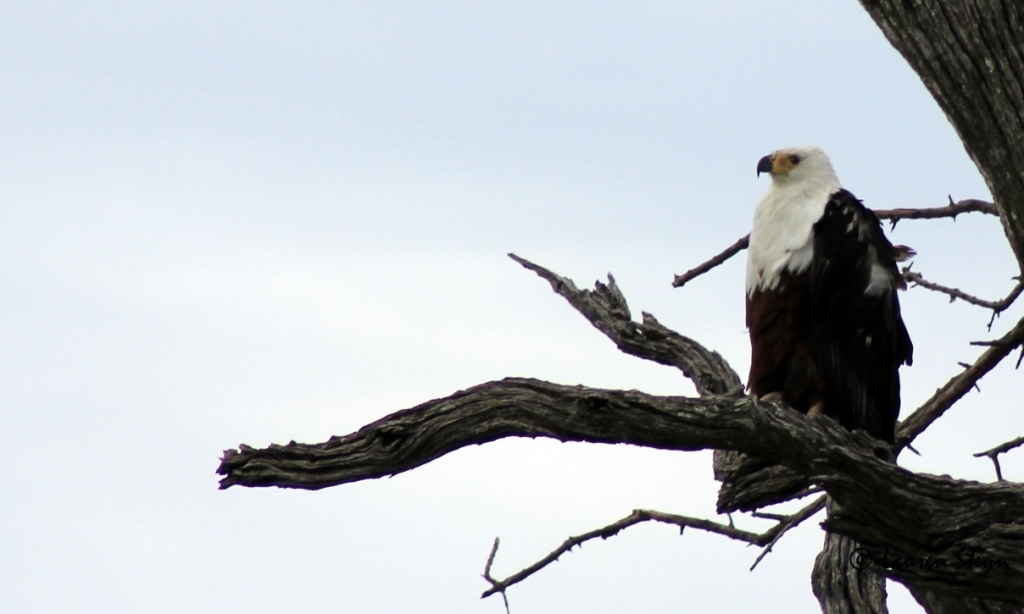 African Fish-Eagle from Hwange National Park on December 26, 2010 at 06 ...