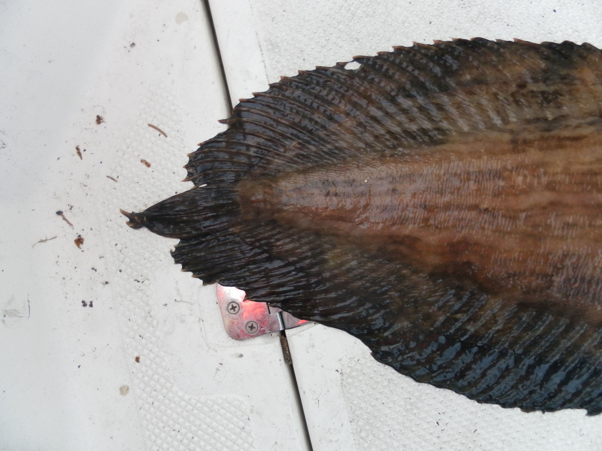 Liparis gibbus Bean, 1881