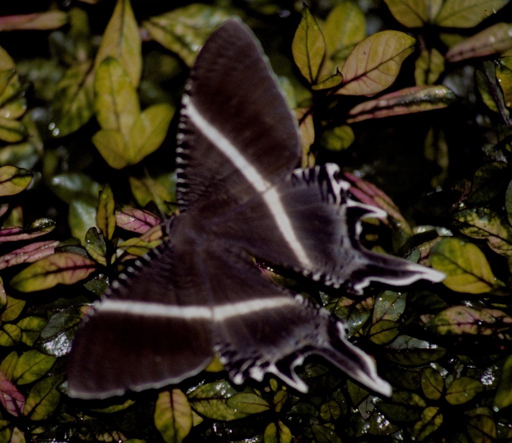 Tropical Swallowtail Moth from Danum Valley Lahad Datu, Sabah, Malaysia ...
