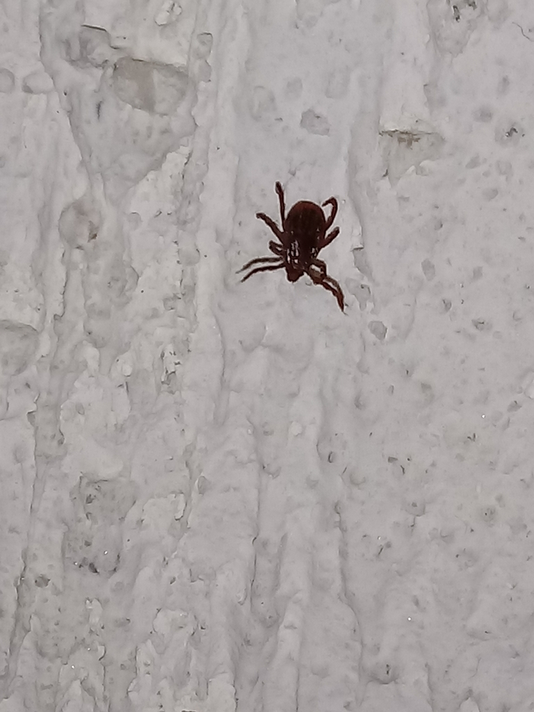 Brown Dog Tick from Palma Real, B.C., México on April 13, 2020 at 10:34 ...