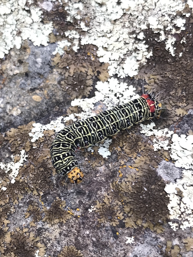 Australian Grapevine Moth from Mount Rogers Reserve, Fraser, ACT, AU on ...