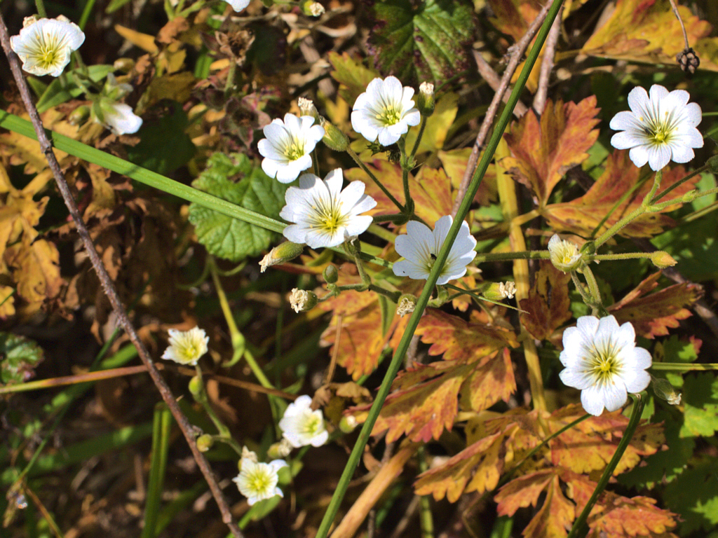 western field mouse-ear chickweed (Cerastium viride) - Botanical Realm