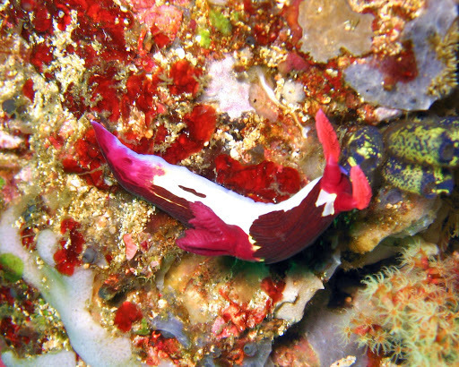Chamberlain's Nembrotha (Nudibranchs and Sea Slugs of Indonesia ...