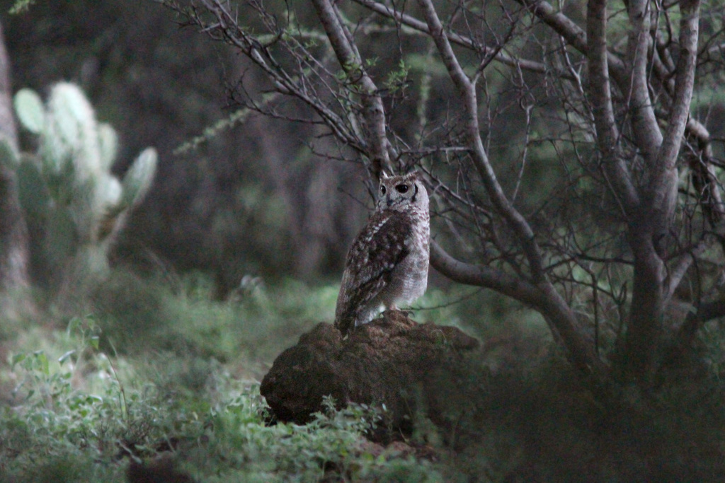 Grayish Eagle-Owl (Birds of Gambia) · iNaturalist