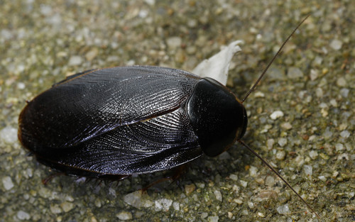 Pycnoscelus nigra · iNaturalist United Kingdom