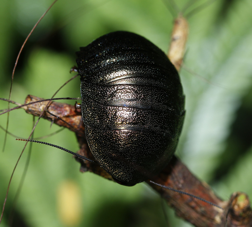 Metallic Emerald Cockroach from 中国广东省韶关市始兴县346县道罗坝镇大水村 on July 30, 2019 ...