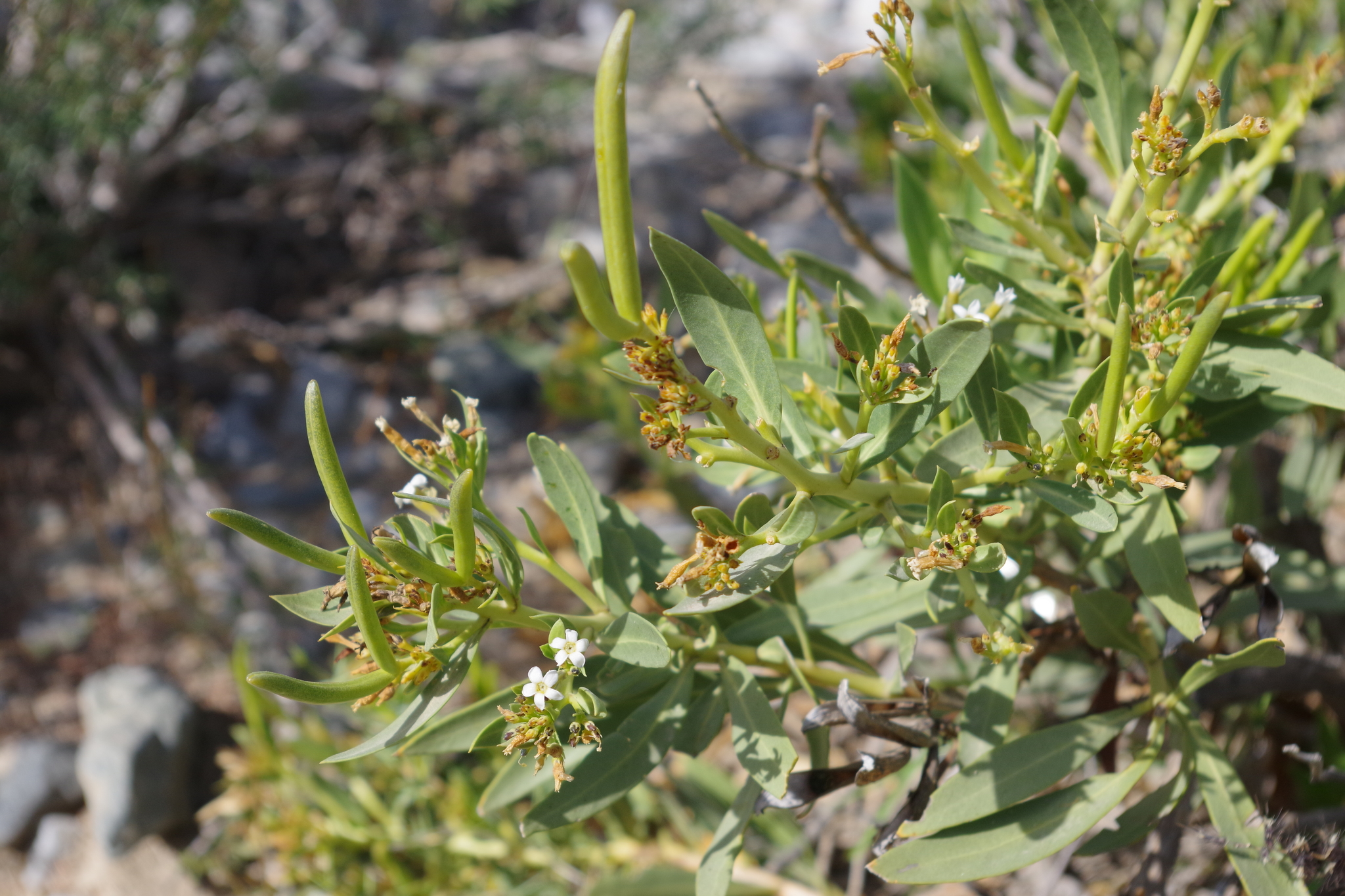 Rhazya stricta Decne.