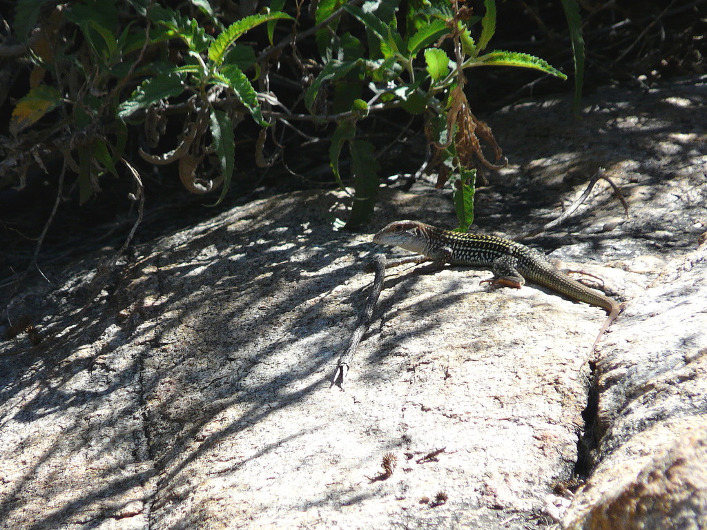 Giant Spotted Whiptail in July 2016 by Bruce Ripley · iNaturalist