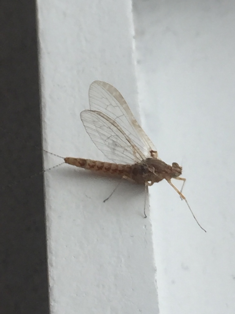 Speckled Duns from Via Comacchio, Cocomaro di Cona, Emilia-Romagna, IT ...