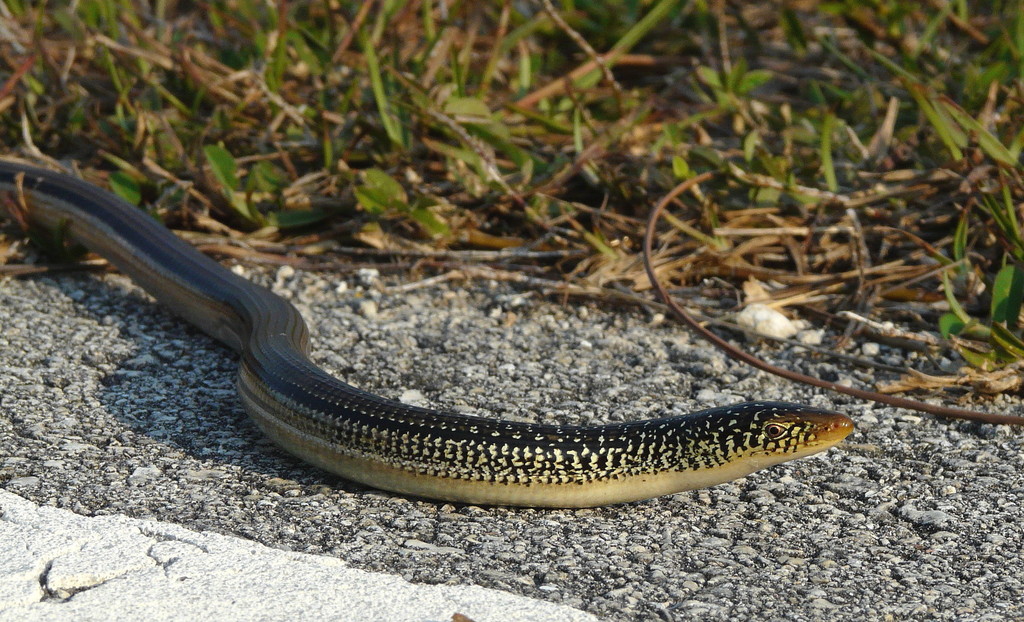 Island Glass Lizard from Everglades N.P. Miami-Dade County, FL, USA on ...