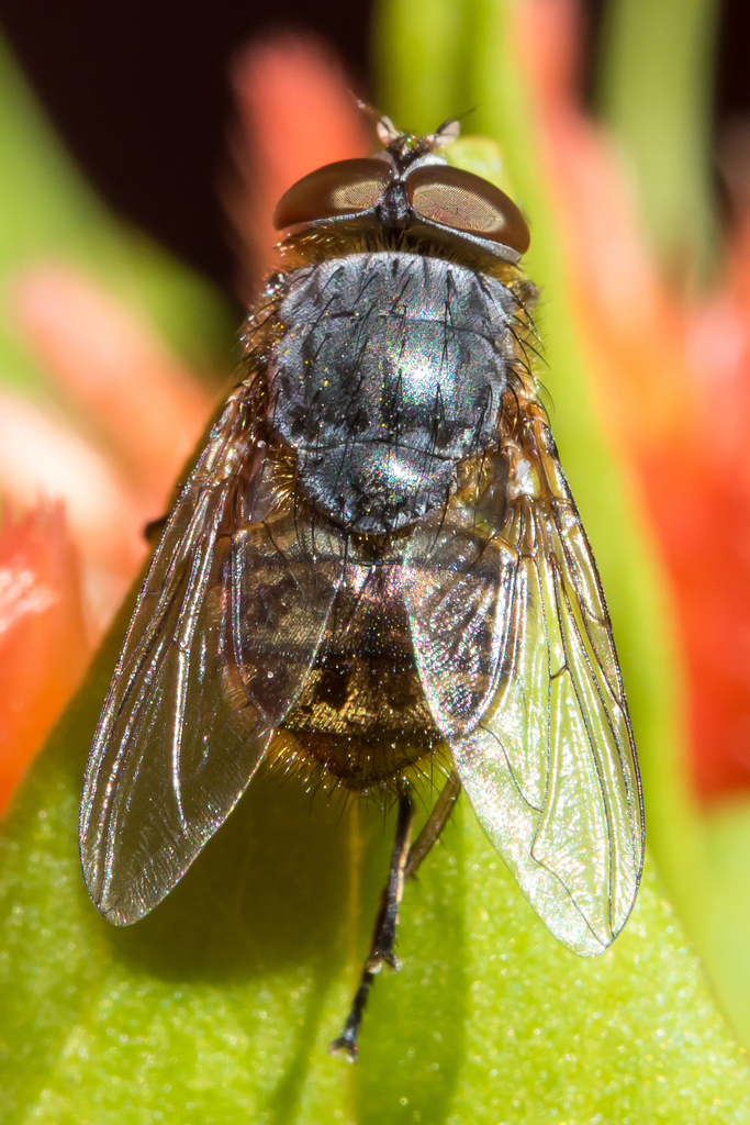 Calliphora albifrontalis from Pine forest in Ludlow WA 6280, Australia ...