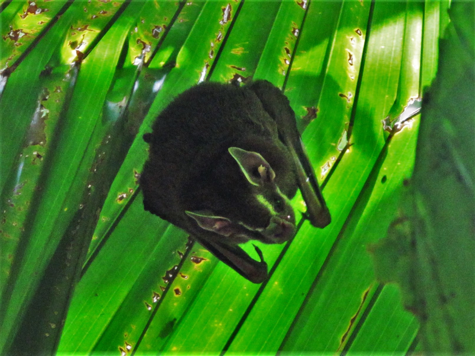 Artibeus phaeotis phaeotis