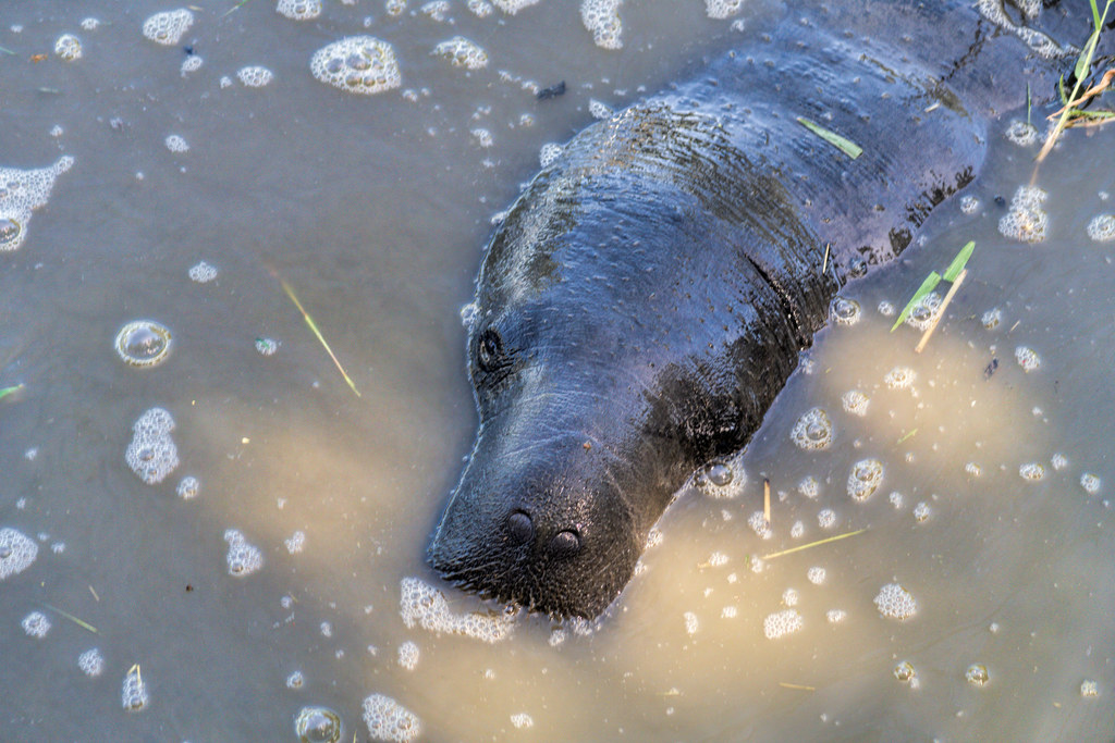 Amazonian Manatee