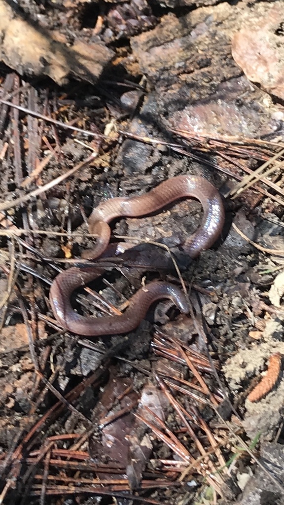 Eastern Worm Snake from Graham, NC, US on April 14, 2020 at 10:05 AM by ...