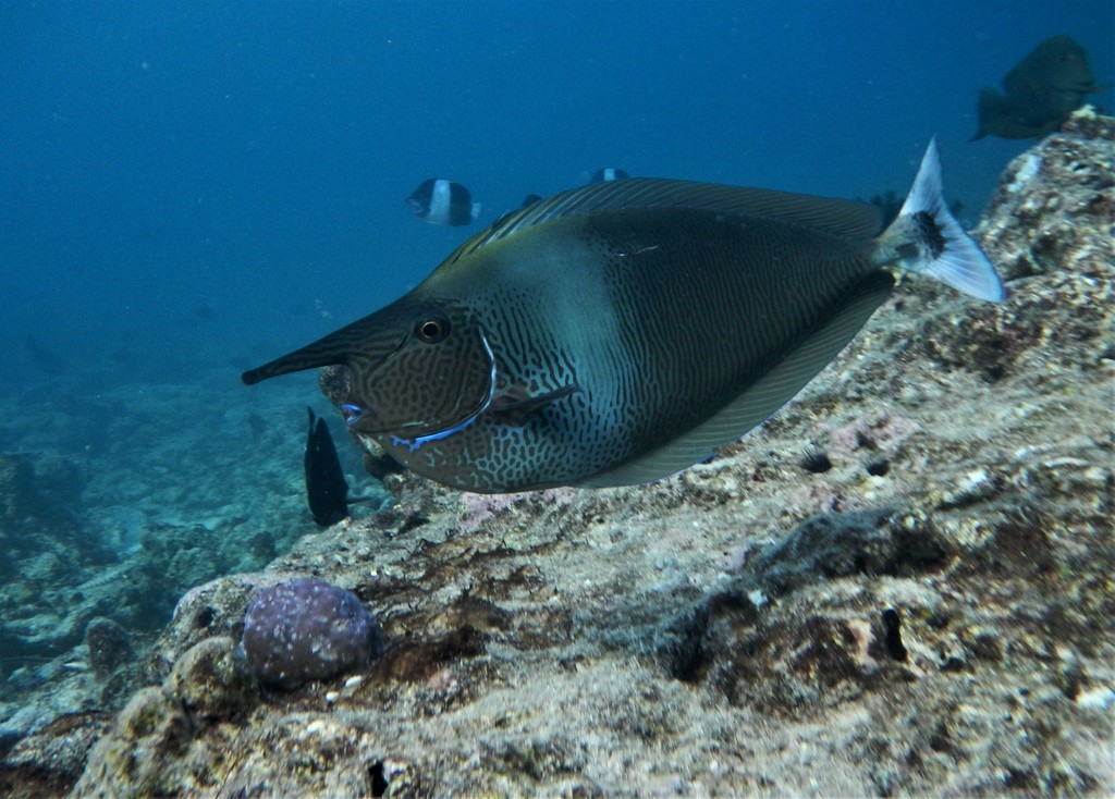 Paletail Unicornfish (Fish of Coogee Beach) · iNaturalist