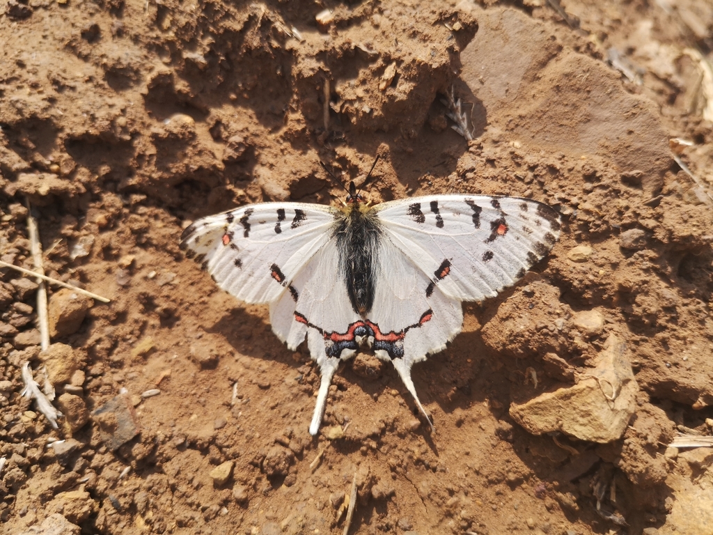Dragon Swallowtail from 山东省济南市章丘区文顺路 on April 14, 2020 at 10:02 AM by ...