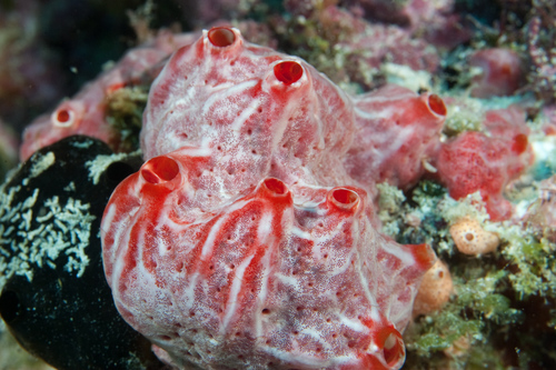 Monanchora clathrata · iNaturalist