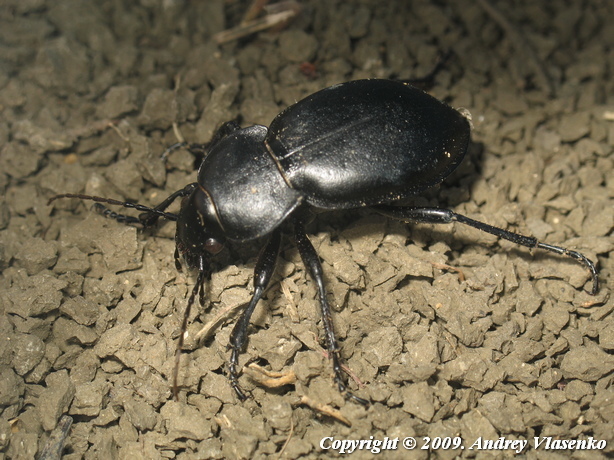 Carabus hungaricus from Темрюкский р-н, Краснодарский край, Россия on ...