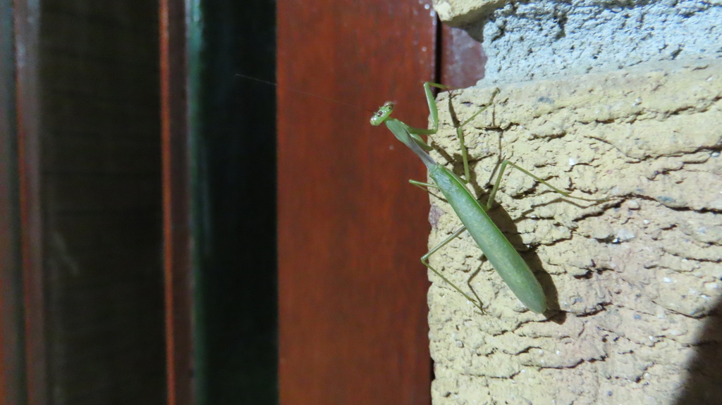 South African Mantis from Durbanville, Cape Town, South Africa on March ...