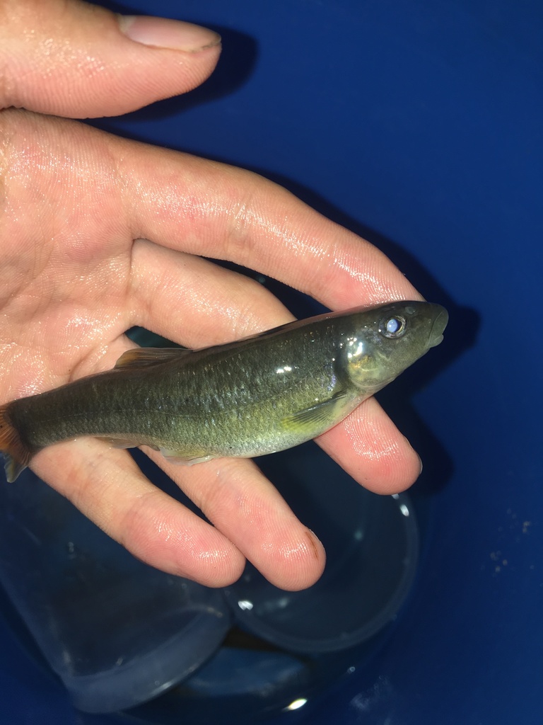 Cutlip Minnow from Tompkins County, NY, USA on September 21, 2019 at 08 ...