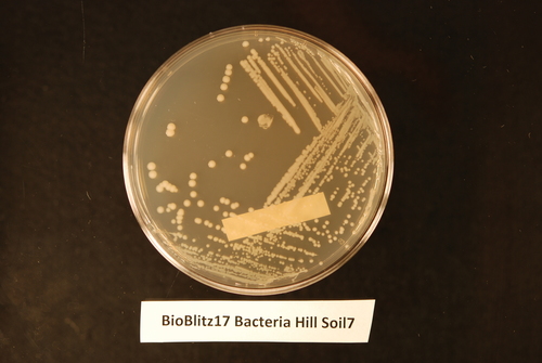 Genus Arthrobacter · iNaturalist