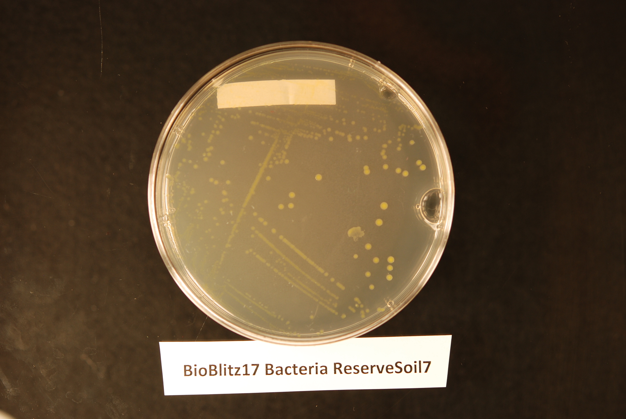 Curtobacterium Yamada & Komagata, 1972