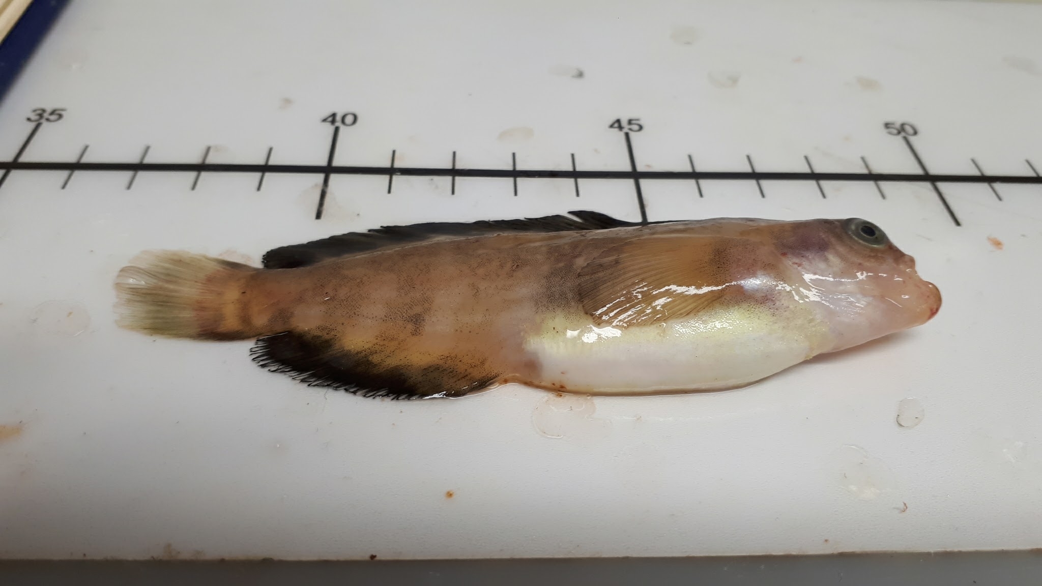 Zaprora silenus Jordan, 1896