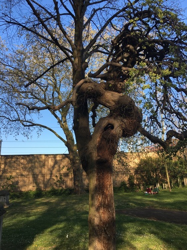 Observations by pendiz · iNaturalist