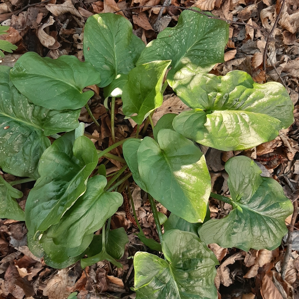 arum lilies (Araceae (Arum of Calla-lily) of the Pacific Northwest ...