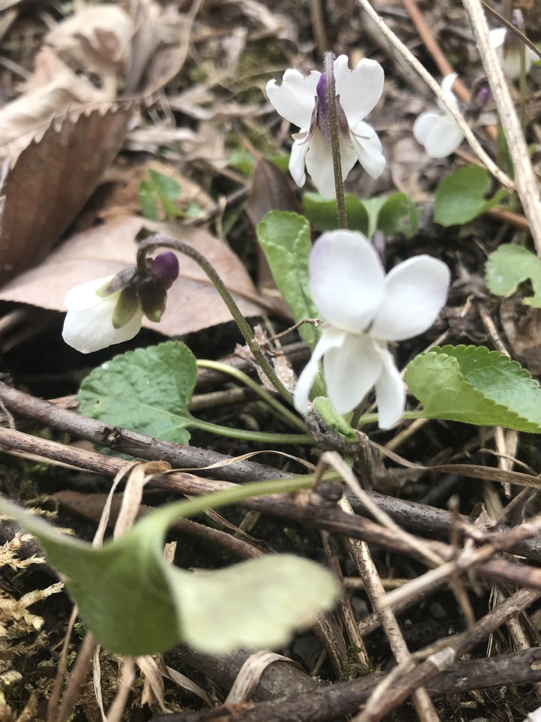 White Violet from Happ Rd, Northfield, IL, US on April 14, 2020 at 02: ...