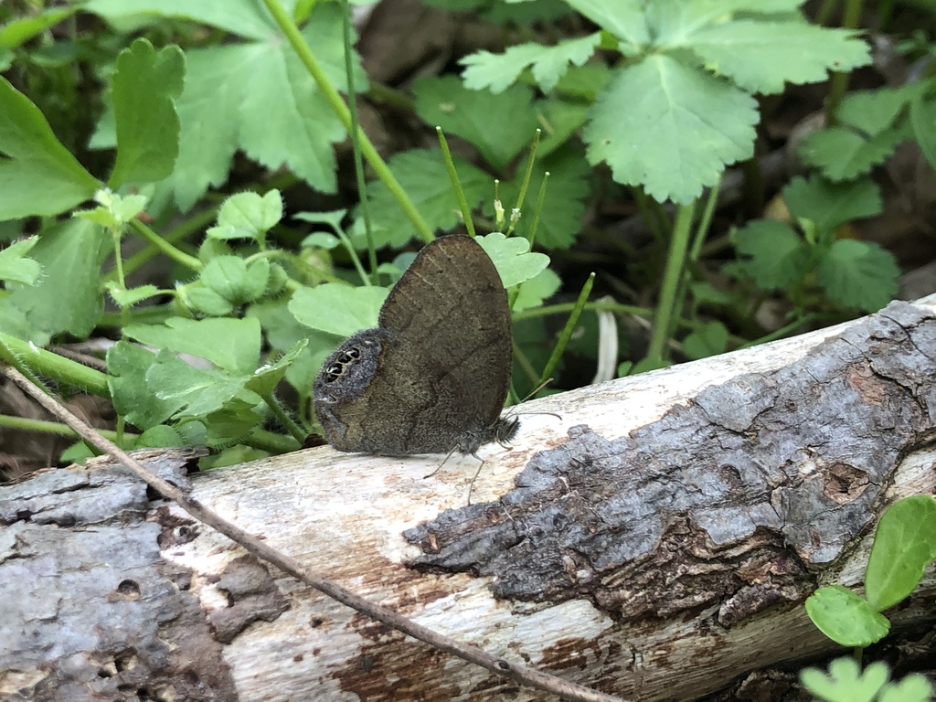 Eastern Gemmed-Satyr from Elk Lick Falls Rd, Lexington, KY, US on April ...