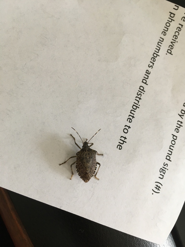 Halyomorpha in April 2020 by Alaina Larkin · iNaturalist