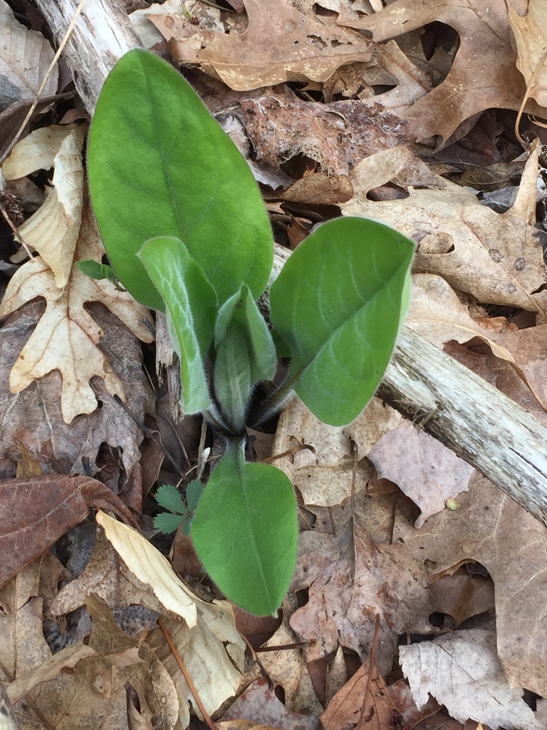 wild comfrey from Trafalgar, IN, US on April 14, 2020 at 09:32 AM by ...