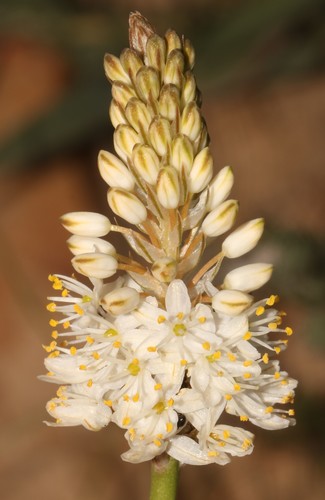 Bulbinella barkeriae · iNaturalist Ecuador