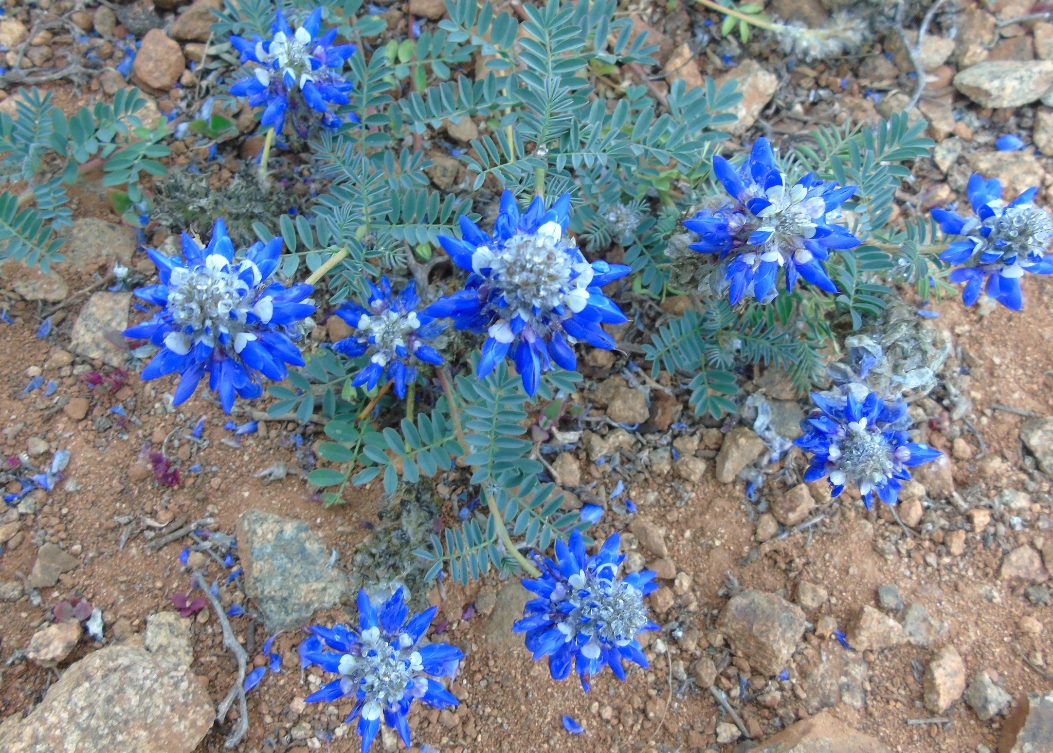 Dalea azurea (Phil.) Reiche