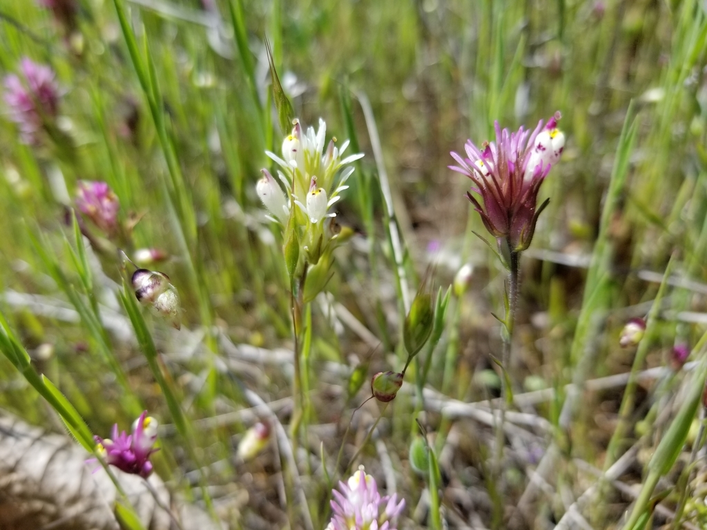 Castilleja densiflora densiflora from Novato, CA 94949, USA on April 14 ...