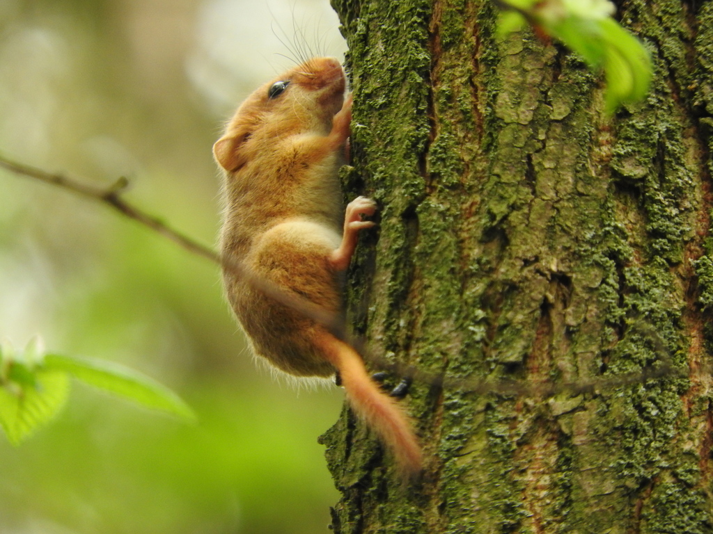 Dormice (Gliridae) - Know Your Mammals