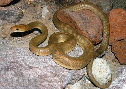 Baja California Ratsnake (Bogertophis rosaliae) - Snakes and Lizards